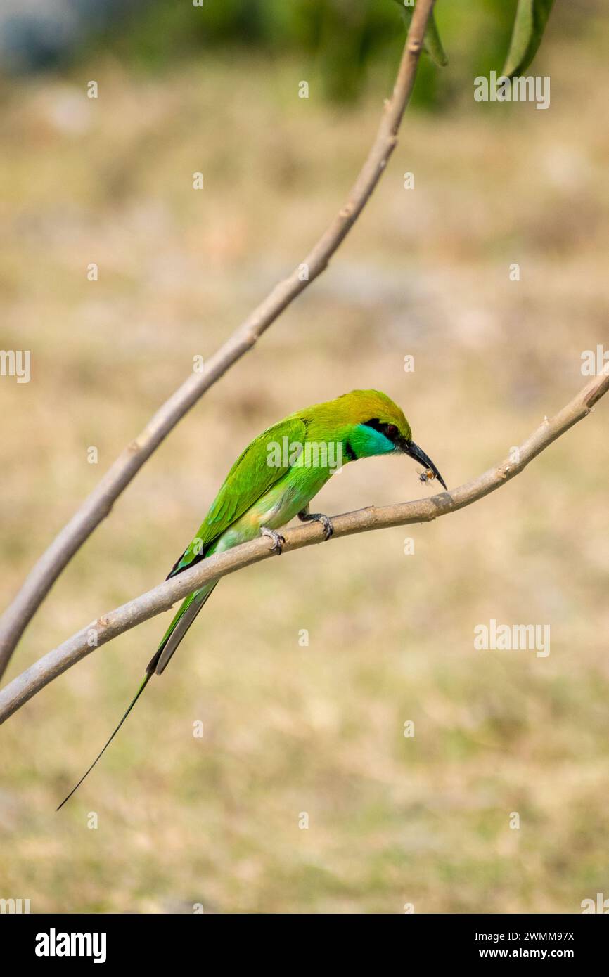 A beautiful Green Bee-Eater eating an insect on a tree branch at ...