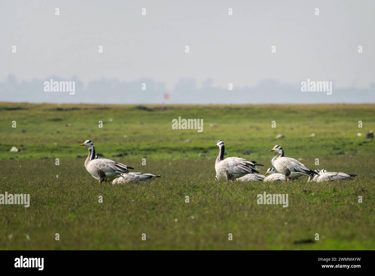 A gaggle of Bar-Headed Geese sitting in a grassland at Bhigwan Bird ...