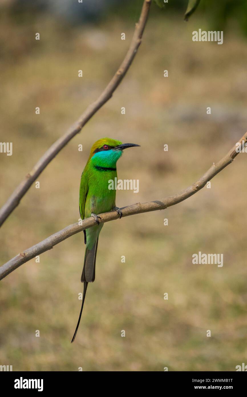 A beautiful Green Bee-Eater eating an insect on a tree branch at ...
