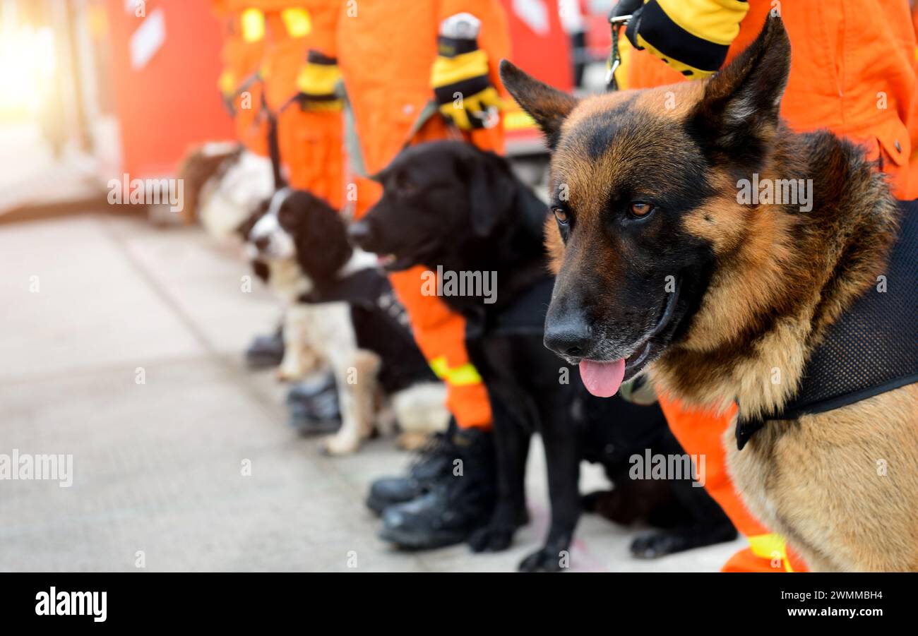 Military search and rescue dogs hi-res stock photography and images - Alamy