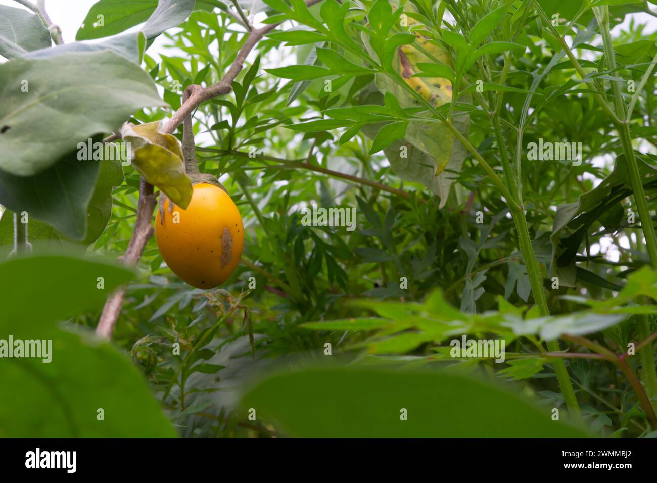 Fresh eggplant (Solanum melongena) flat lay is yellow in color Stock ...