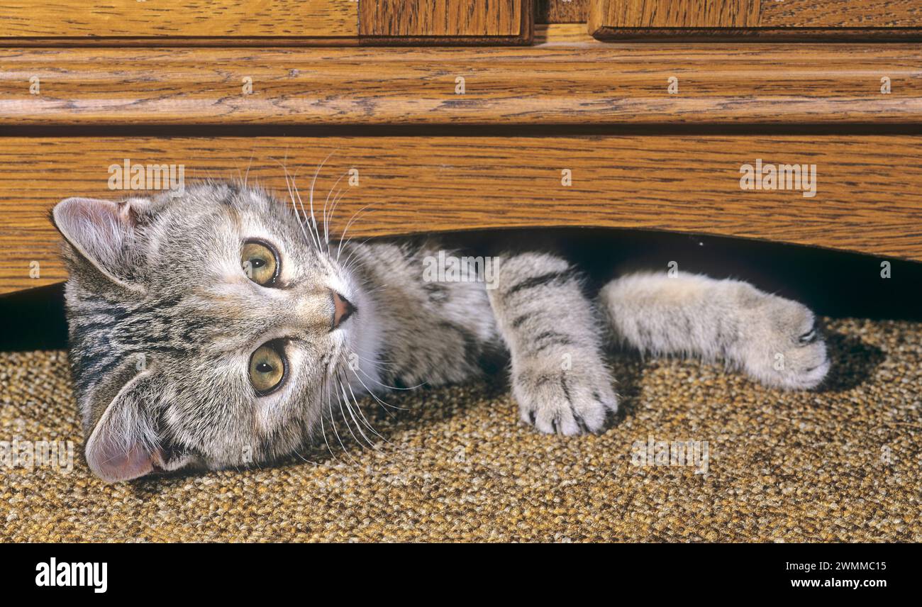 Cat playing under cupboard, creeping down and coming forth Stock Photo ...
