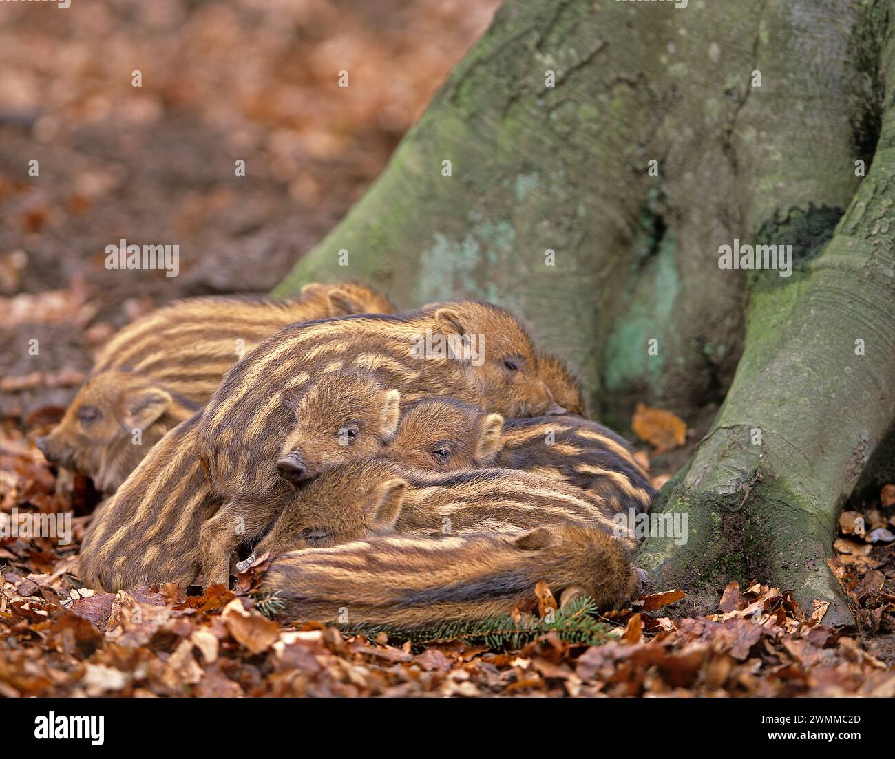 Wild boar babies sleeping at the foot of an enormous beech. Sus scrofa ...