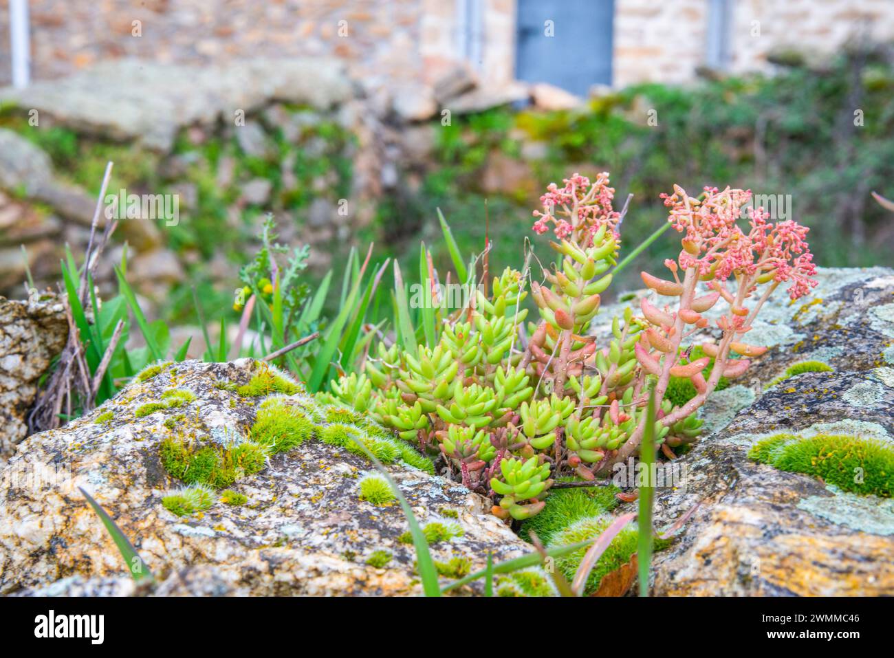 Plants on a stone wall Stock Photo - Alamy