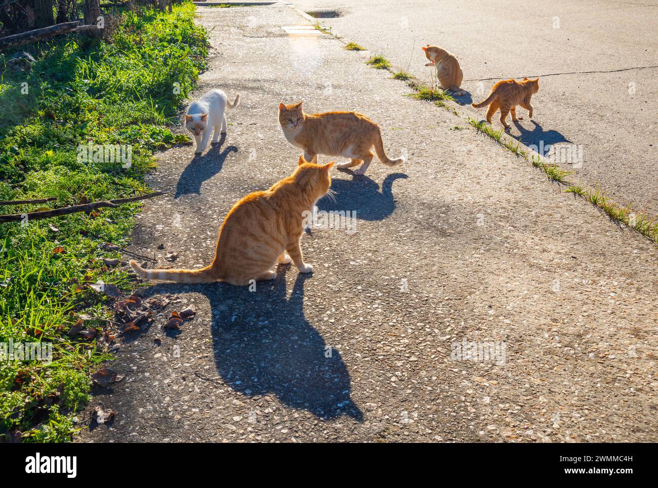 Animales colonia hi-res stock photography and images - Alamy
