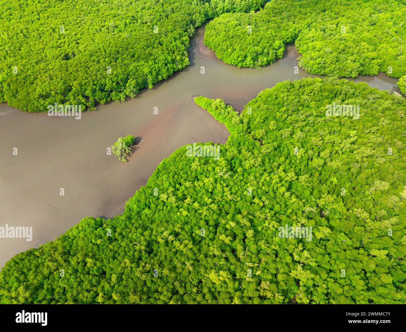 Philippines palawan mangroves forest hi-res stock photography and ...