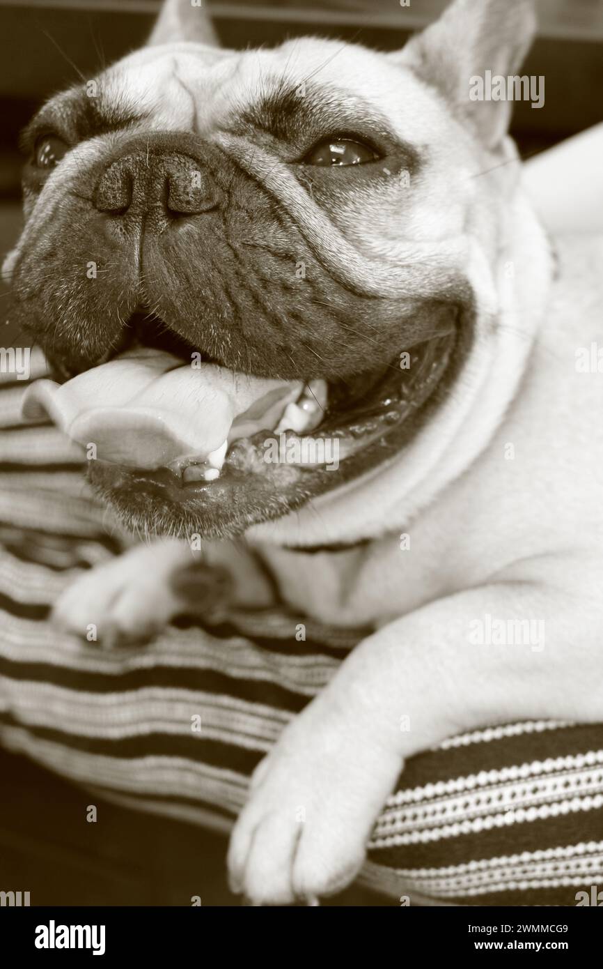 Frenchie face hi-res stock photography and images - Alamy
