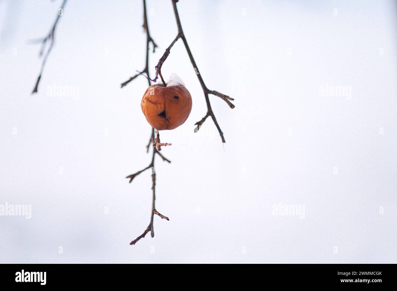 Fruit-bearing tree with frost on branches Stock Photo - Alamy