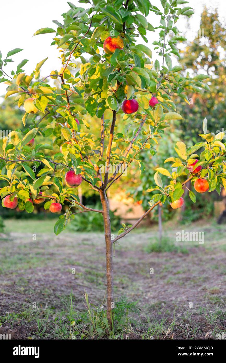 Ripe red apples grow on a young apple tree in an orchard. Growing ...