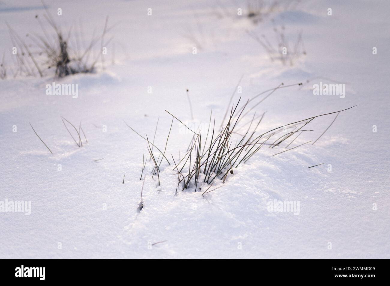 A closeup of green grass emerging from snowy ground Stock Photo - Alamy