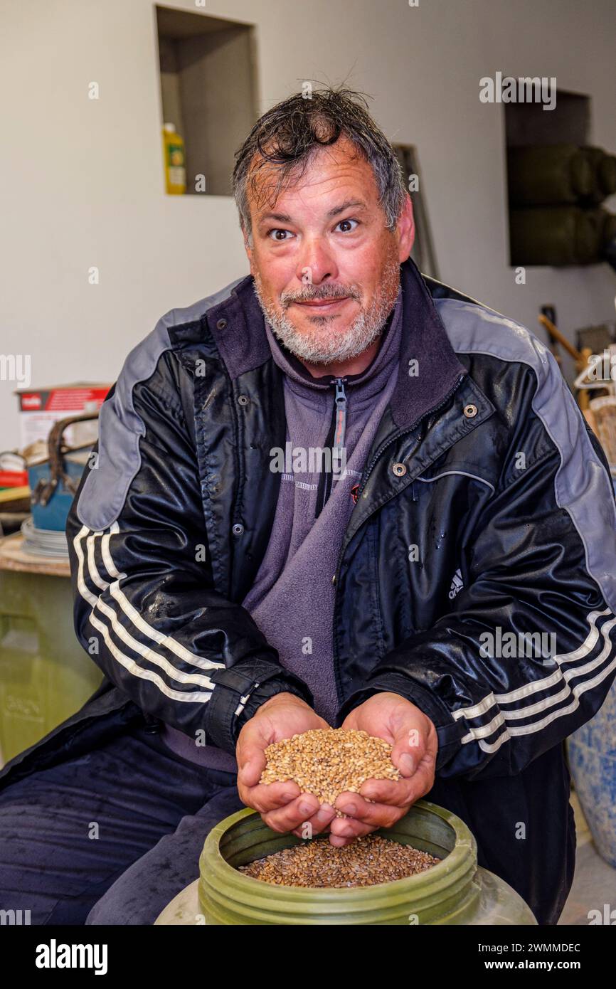 grass seeds in the hands, Santi Tur farmer, Formentera, Pitiusas ...