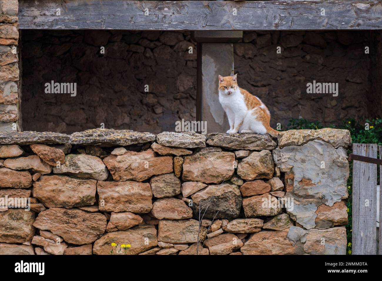 cat on the wall, green route Cala Saona, Formentera, Pitiusas Islands ...