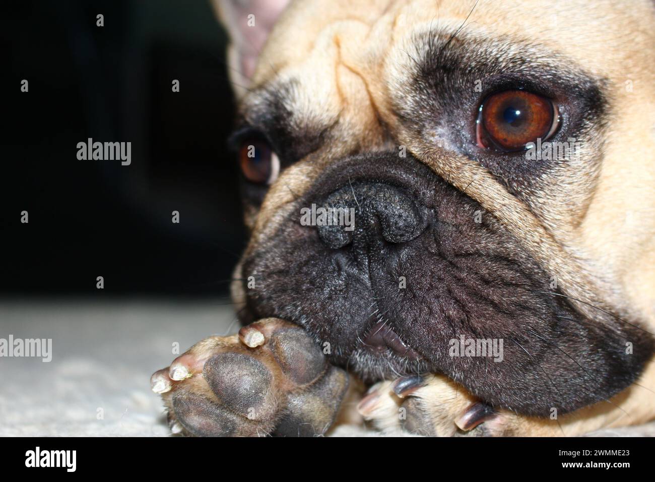 Sad, cute, thoughtful, pondering, young French bulldog (Frenchie ...