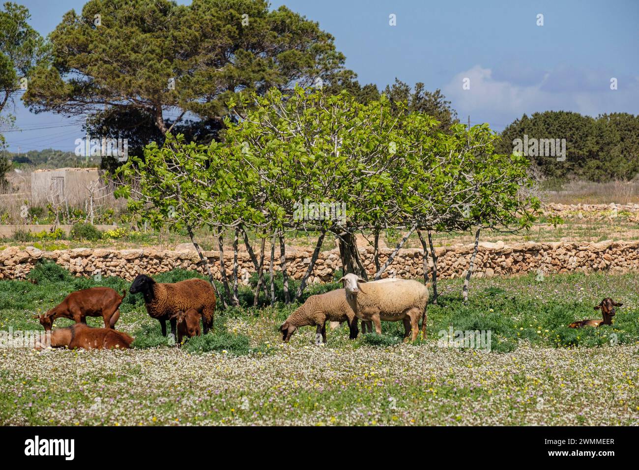 goats under a fig tree, Formentera, Pitiusas Islands, Balearic ...