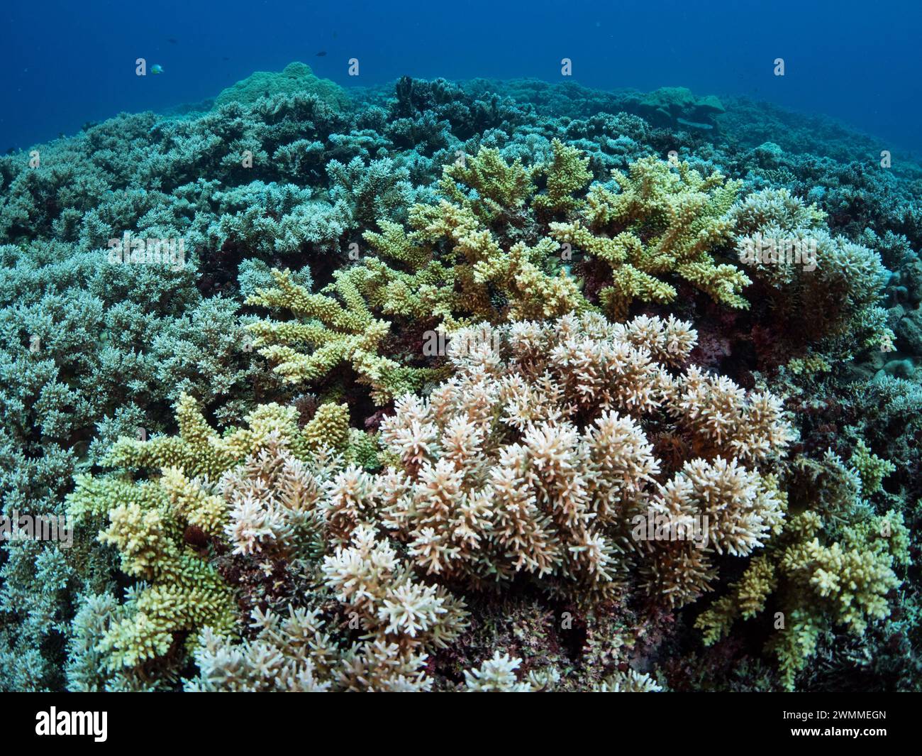 Beautiful hard corals while SCUBA diving on Moso Island, Vanuatu South ...