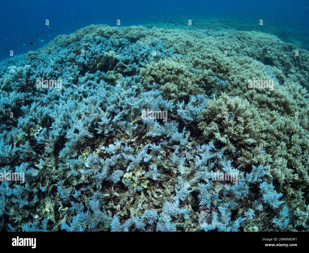 Beautiful hard corals while SCUBA diving on Moso Island, Vanuatu South ...
