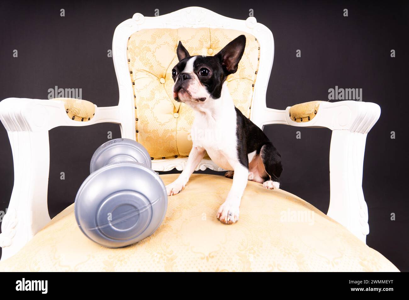 Smart puppy dog, boston terrier with sports equipment. Sport, fitness ...