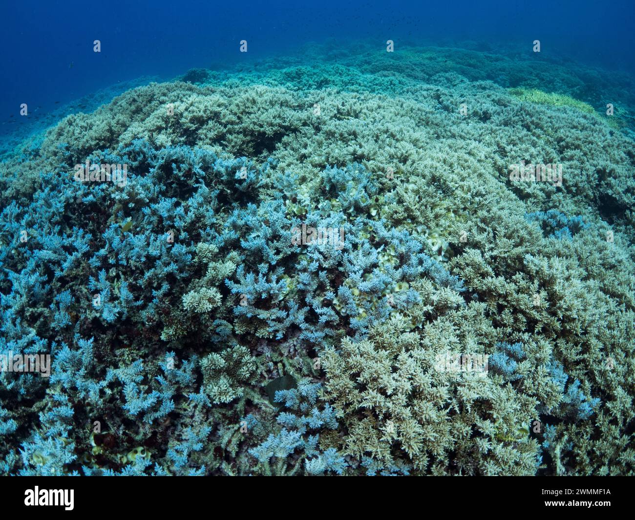 Beautiful hard corals while SCUBA diving on Moso Island, Vanuatu South ...