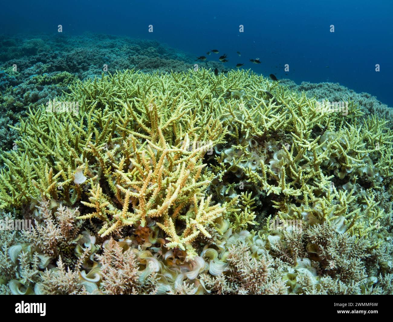 Beautiful hard corals while SCUBA diving on Moso Island, Vanuatu South ...