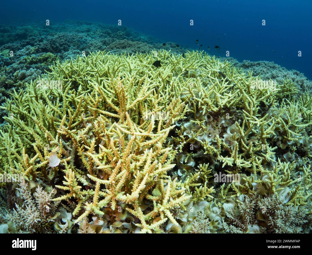 Beautiful hard corals while SCUBA diving on Moso Island, Vanuatu South ...