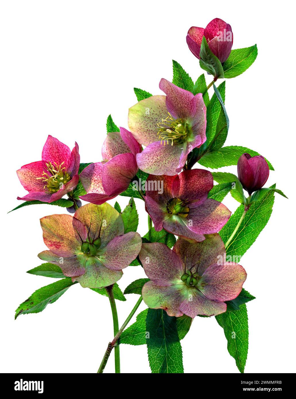 An arrangement of beautiful colourful translucent Hellebore flowers ...