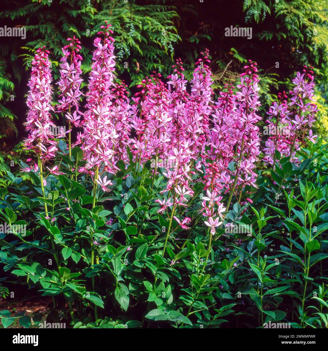Pink flower spikes hi-res stock photography and images - Alamy