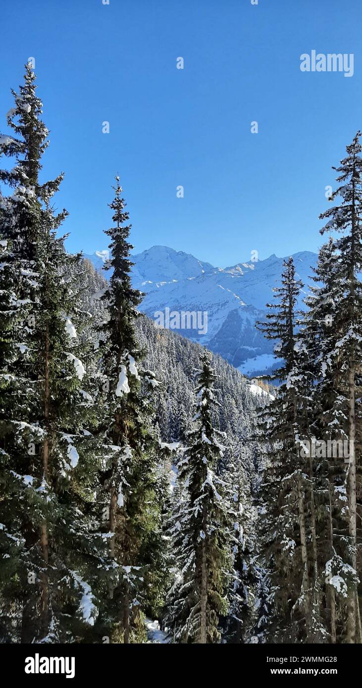 Clear blue sky winters day in the Swiss Alps. Snowy horizon forested ...