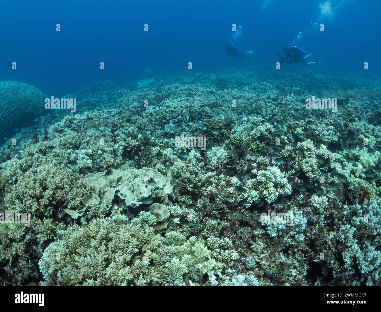 Beautiful hard corals while SCUBA diving on Moso Island, Vanuatu South ...