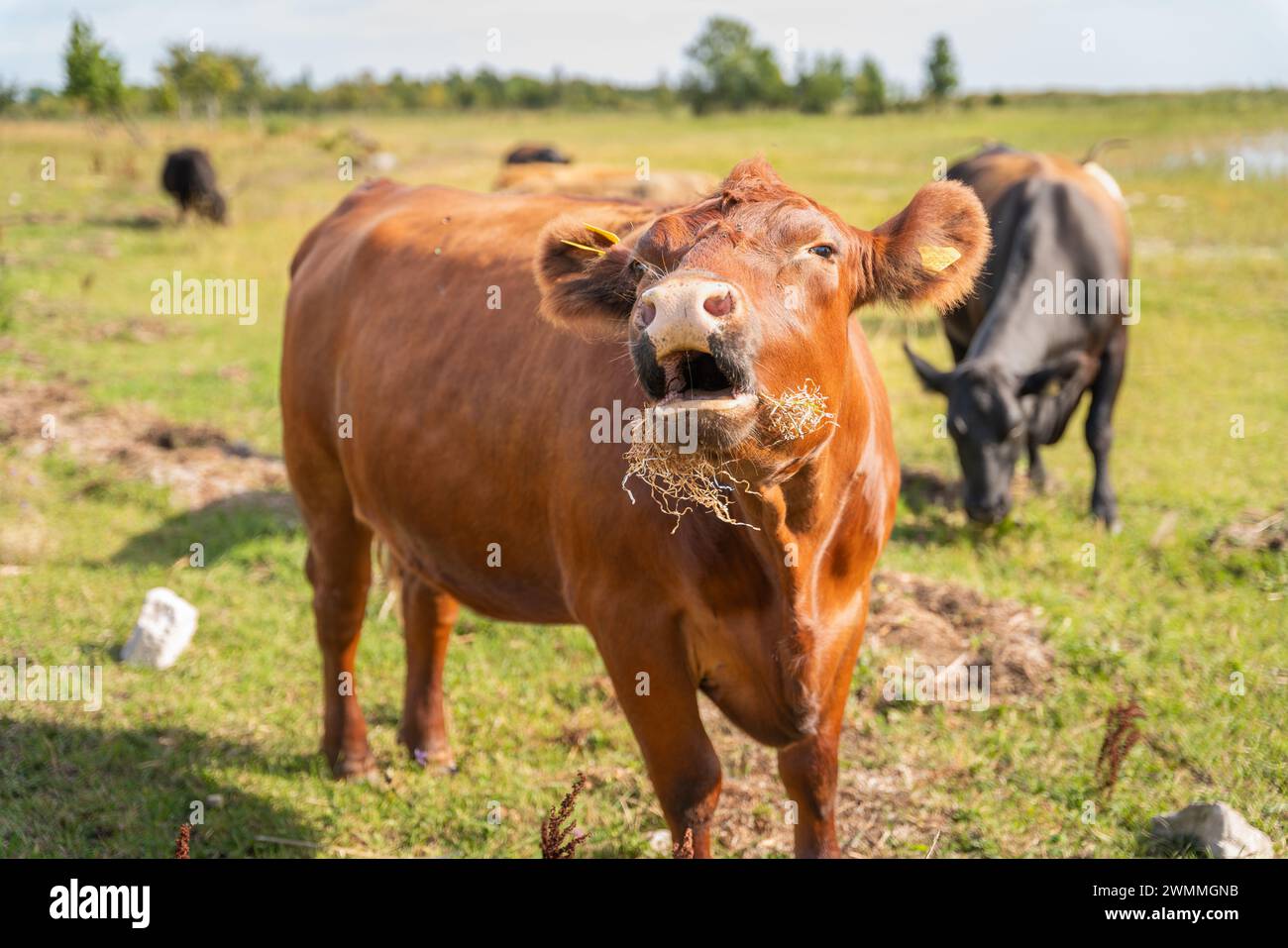 Mooing hi-res stock photography and images - Alamy