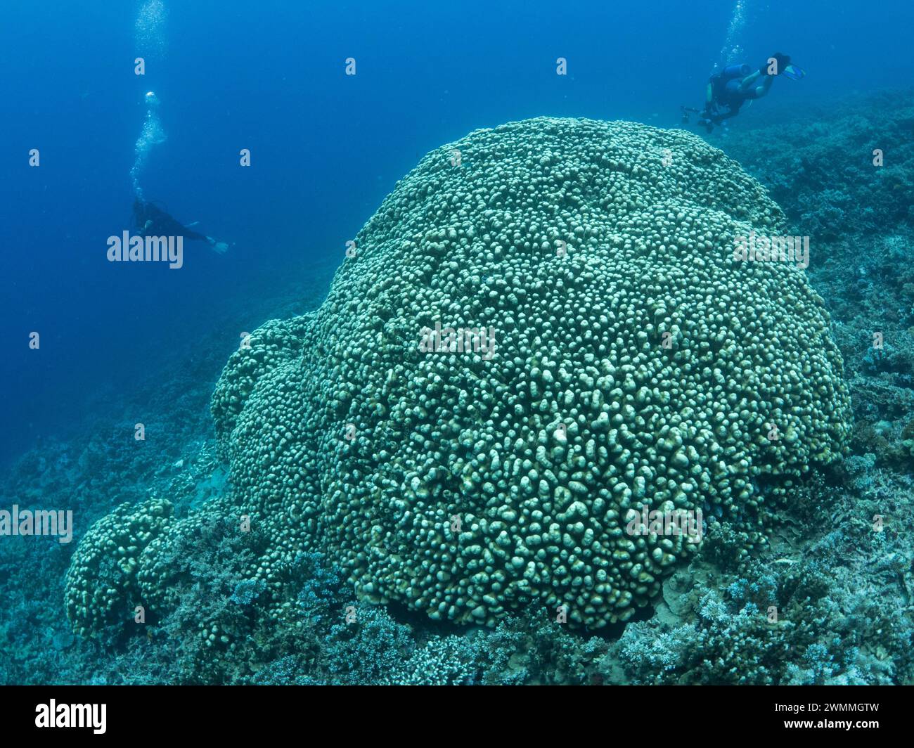 Beautiful hard corals while SCUBA diving on Moso Island, Vanuatu South ...