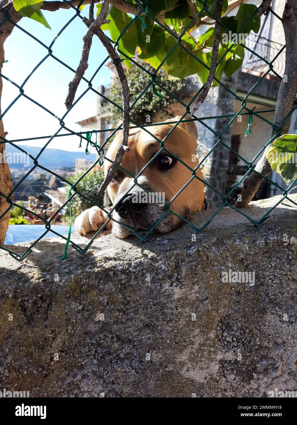 Dog stuck in fence hi-res stock photography and images - Alamy