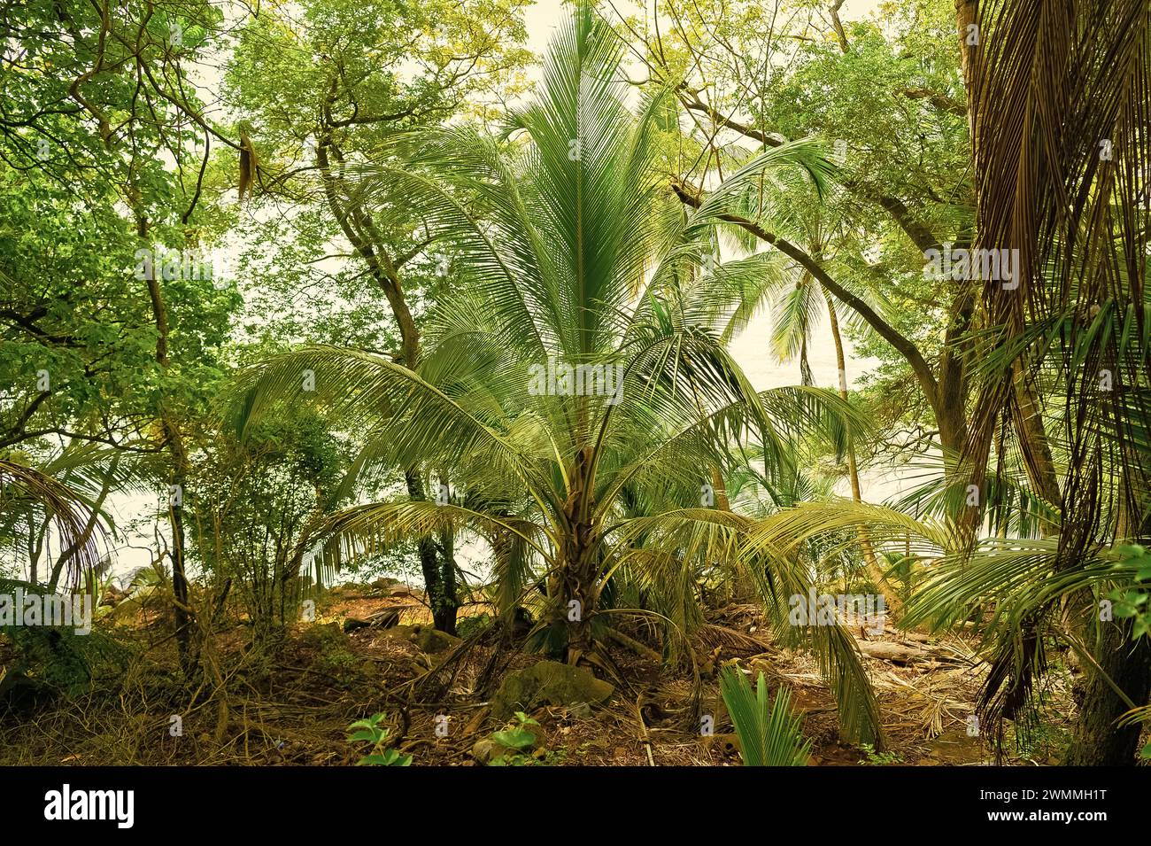 green tropical rainforest vegetation nature. green forest of tropical ...