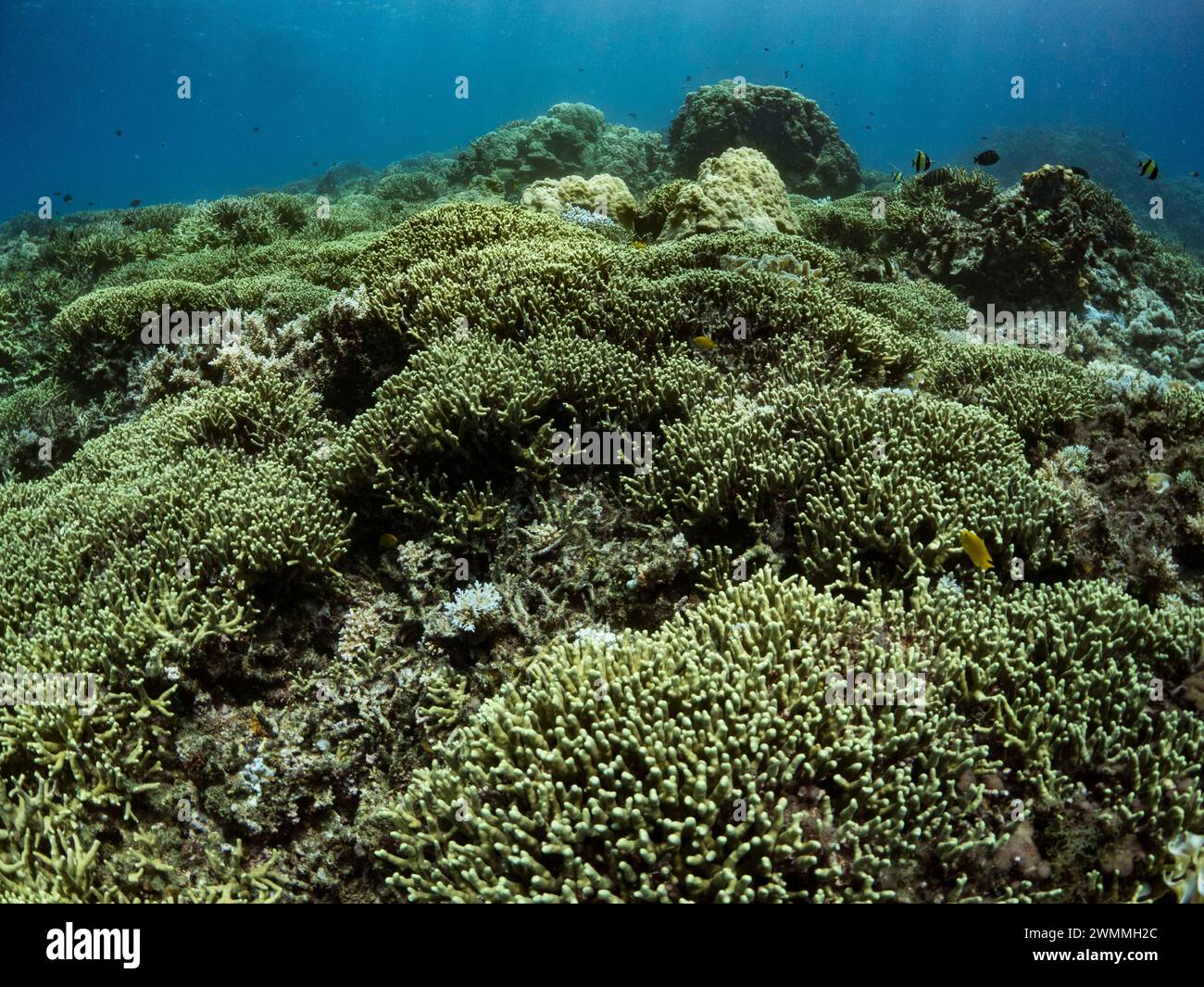 Beautiful hard corals while SCUBA diving on Moso Island, Vanuatu South ...