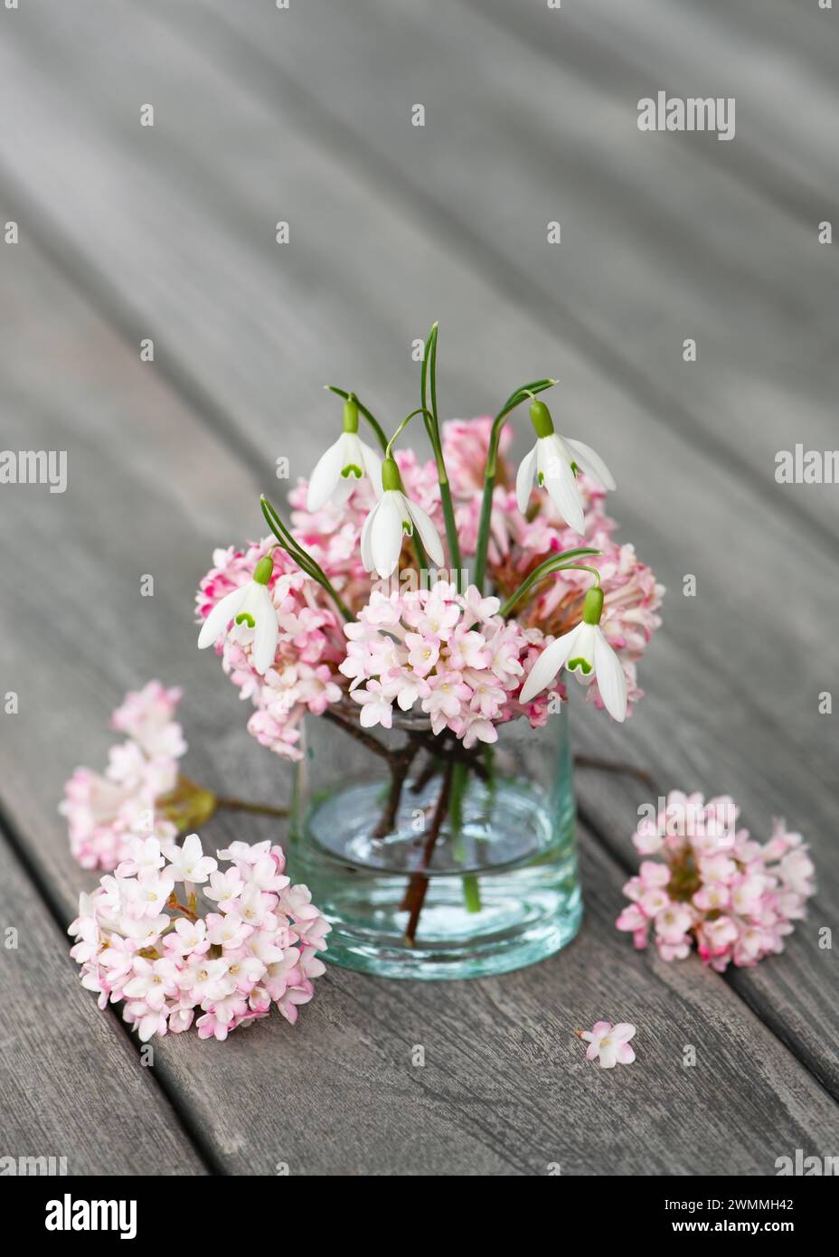 Beautiful bouquet of pink and white blossom of winter snowball with ...