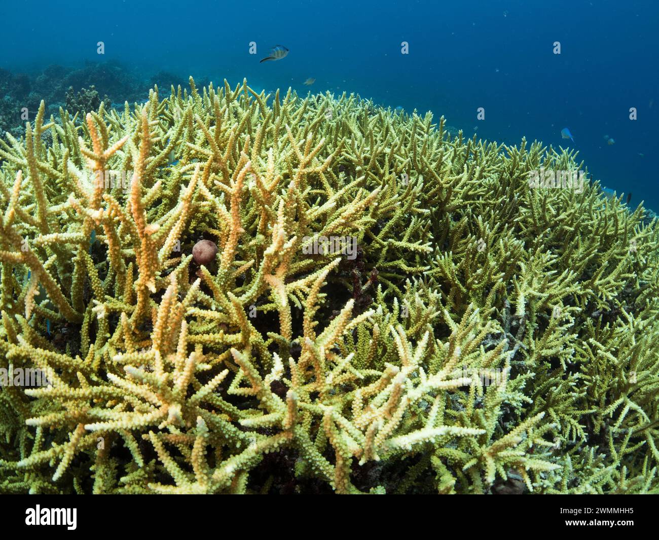 Beautiful hard corals while SCUBA diving on Moso Island, Vanuatu South ...