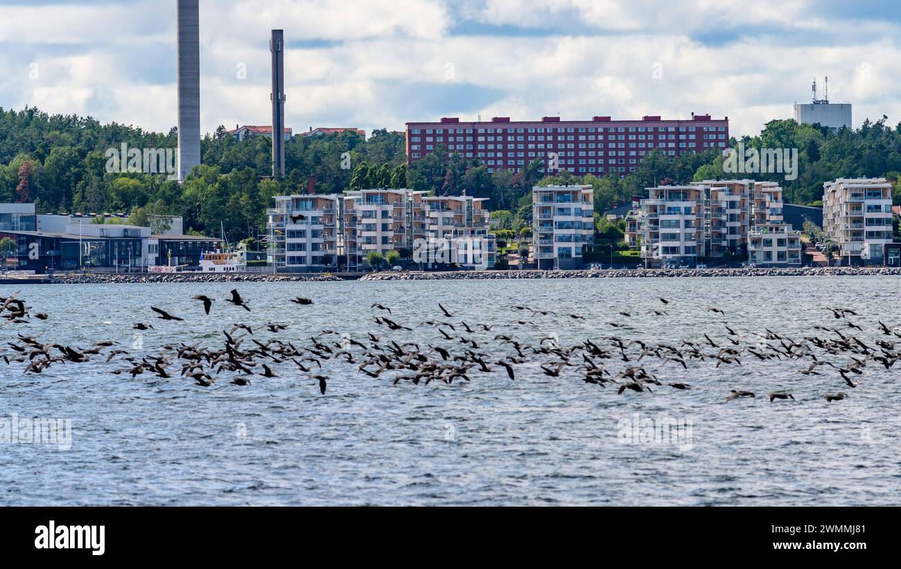 stockholm, sweden, 02 aug 2023, buildings and birds seen from the water ...