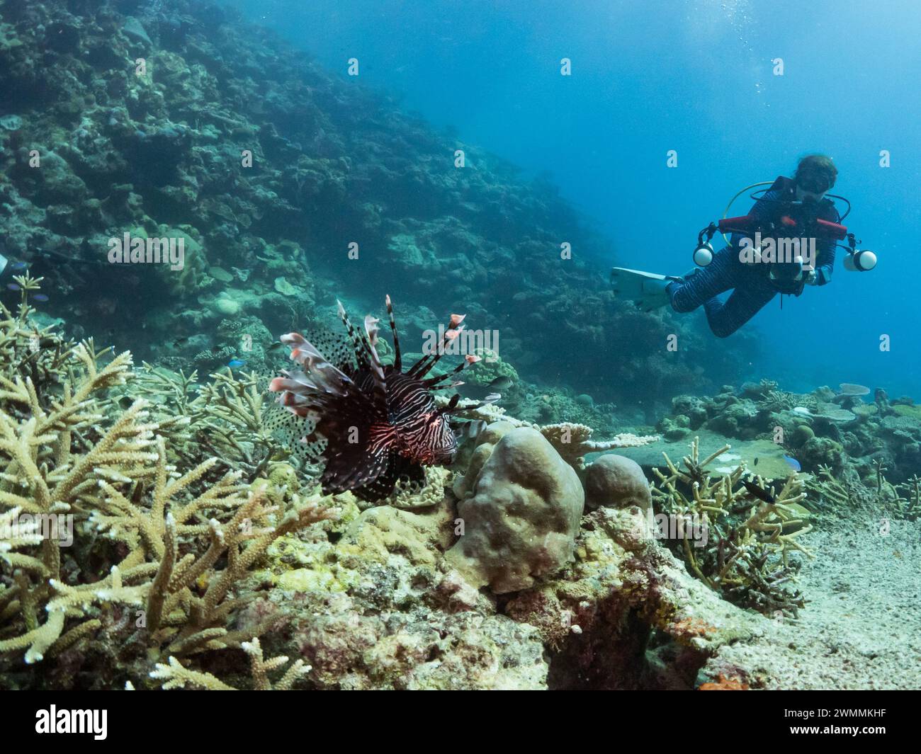 Common Lionfish, Pterois volitans, a native venomous fish on the reef ...