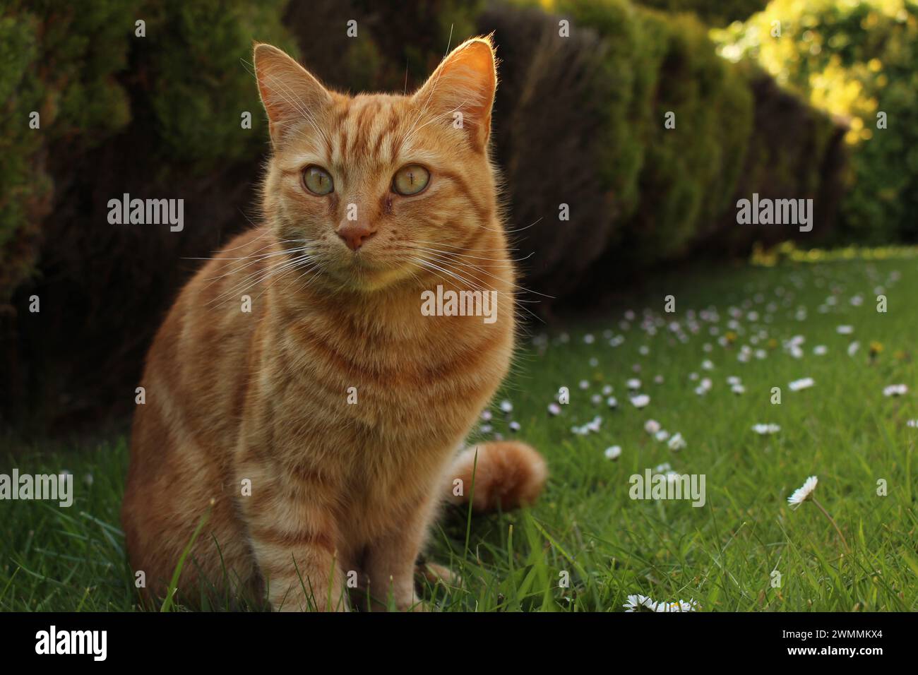 Eye miosis hi-res stock photography and images - Alamy