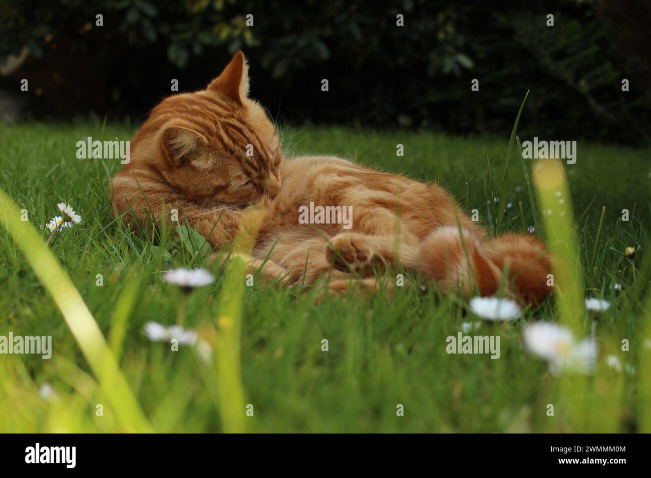 Red and orange ginger tabby cat grooming itself lazily in a green ...