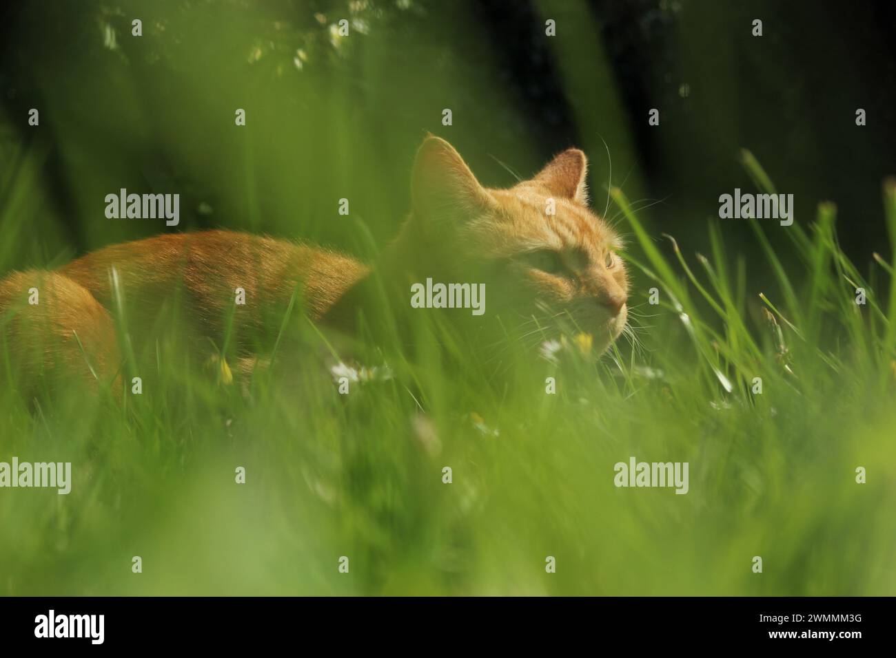 Domestic cat stalking prey hi-res stock photography and images - Alamy