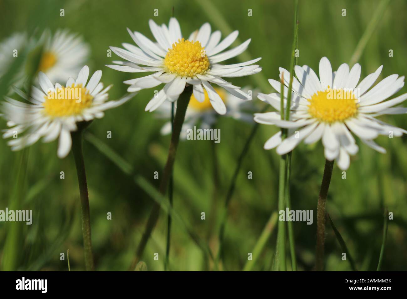 Fresh spring daisies (Leucanthemum vulgare) in a meadow in Swansea ...