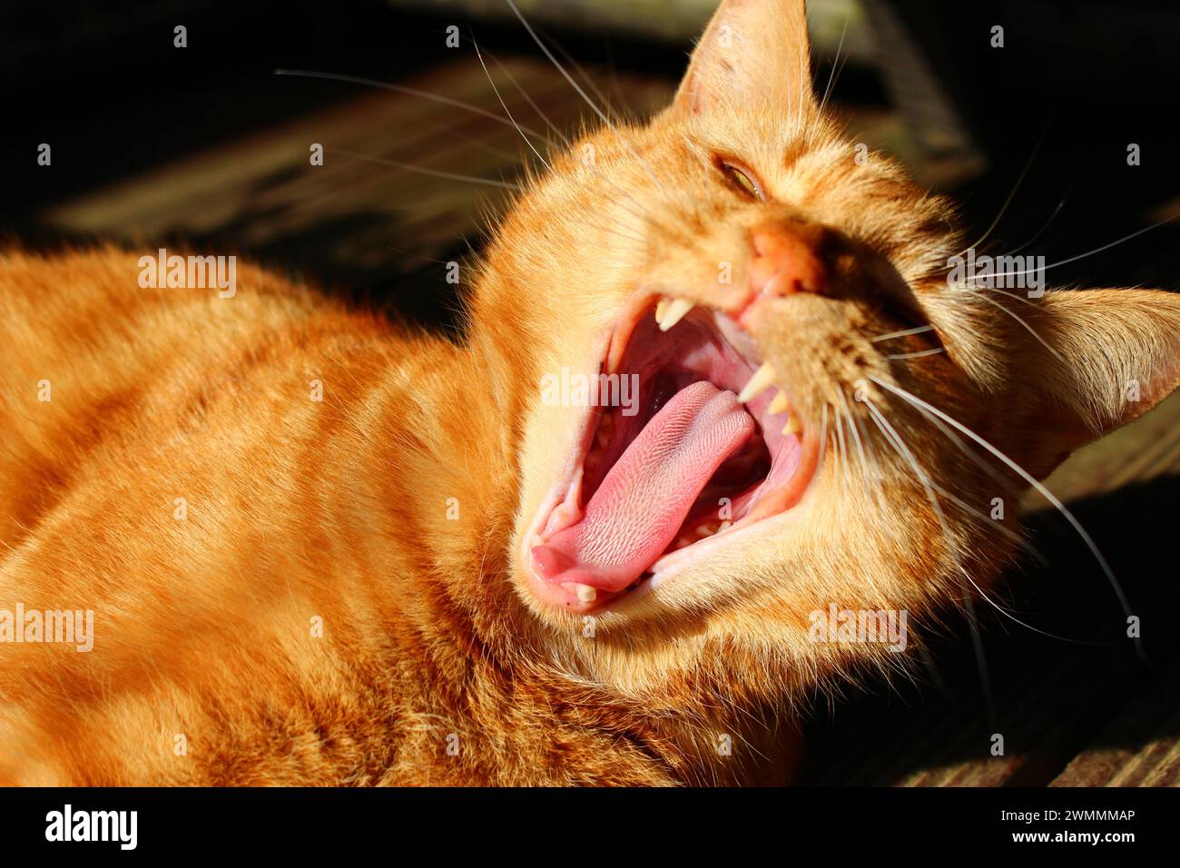 Up close portrait of ginger cat barring its teeth outside. Menacing ...