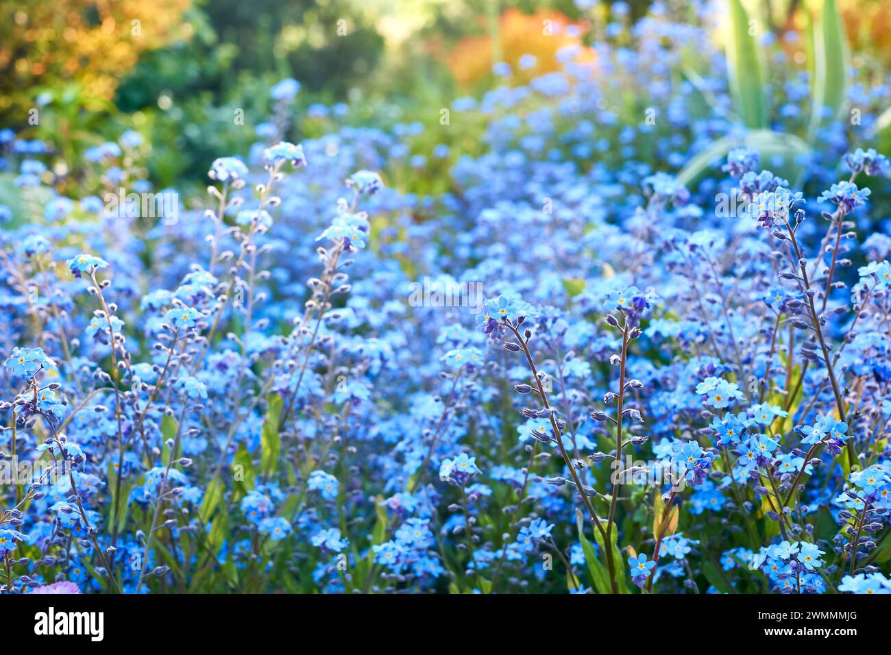 Landscaping,gardening. Forget me nots flowers in a sunny meadow Stock ...