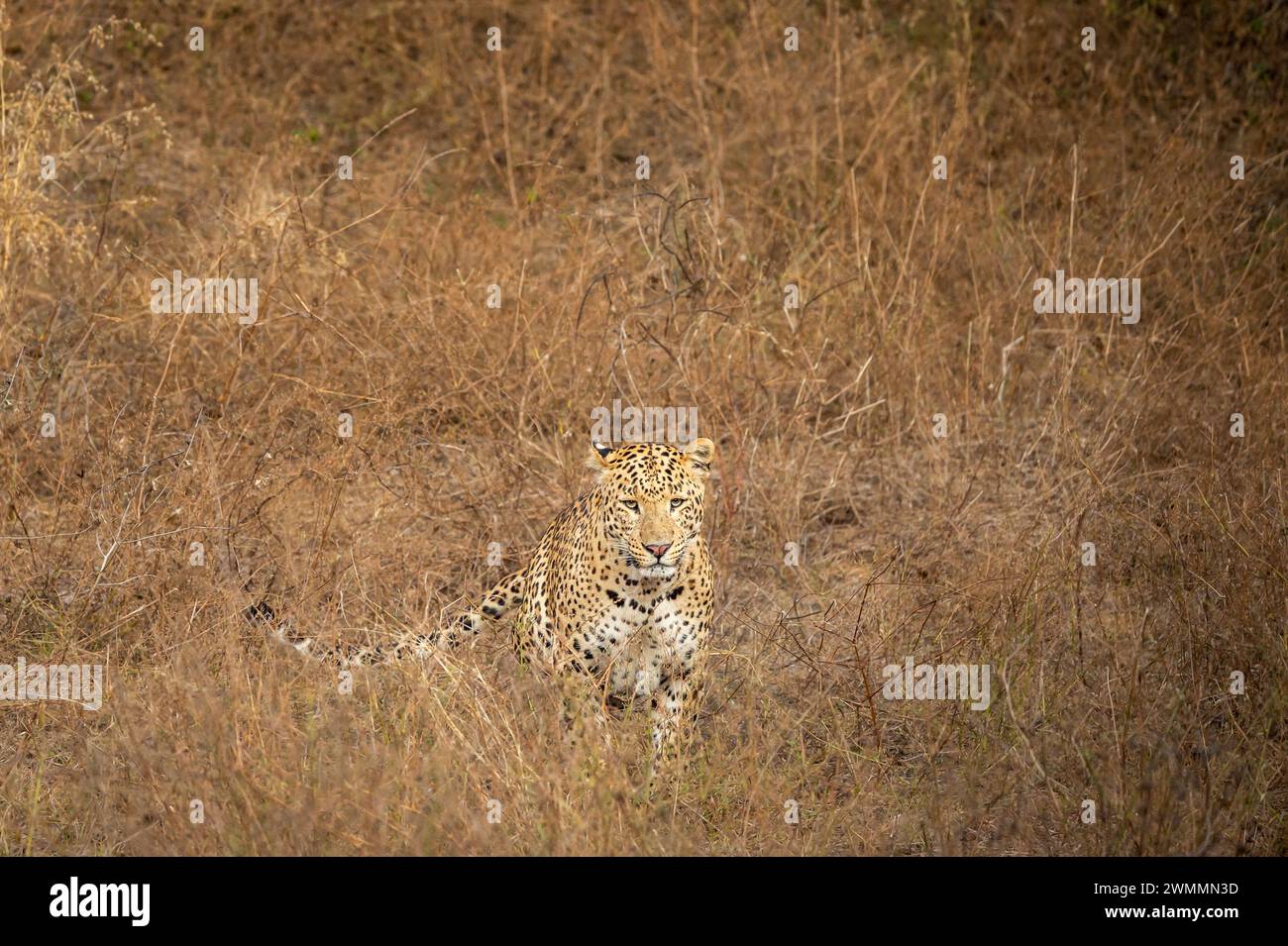 indian wild male leopard or panther or panthera pardus closeup straight ...