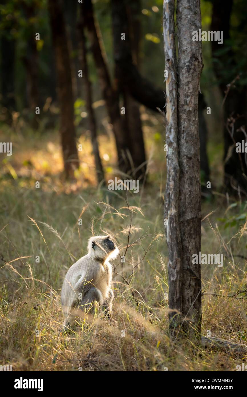 northern plains gray langur or Bengal sacred langur and Hanuman langur species of primate in ...