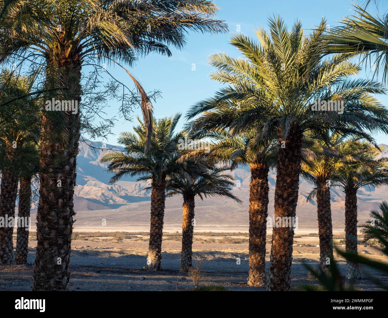 Death Valley National Park Furnace Creek Palm Trees Stock Photo - Alamy