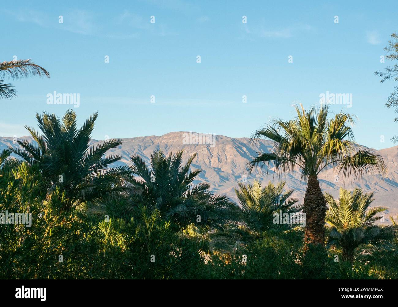Death Valley National Park Furnace Creek Palm Trees Stock Photo - Alamy