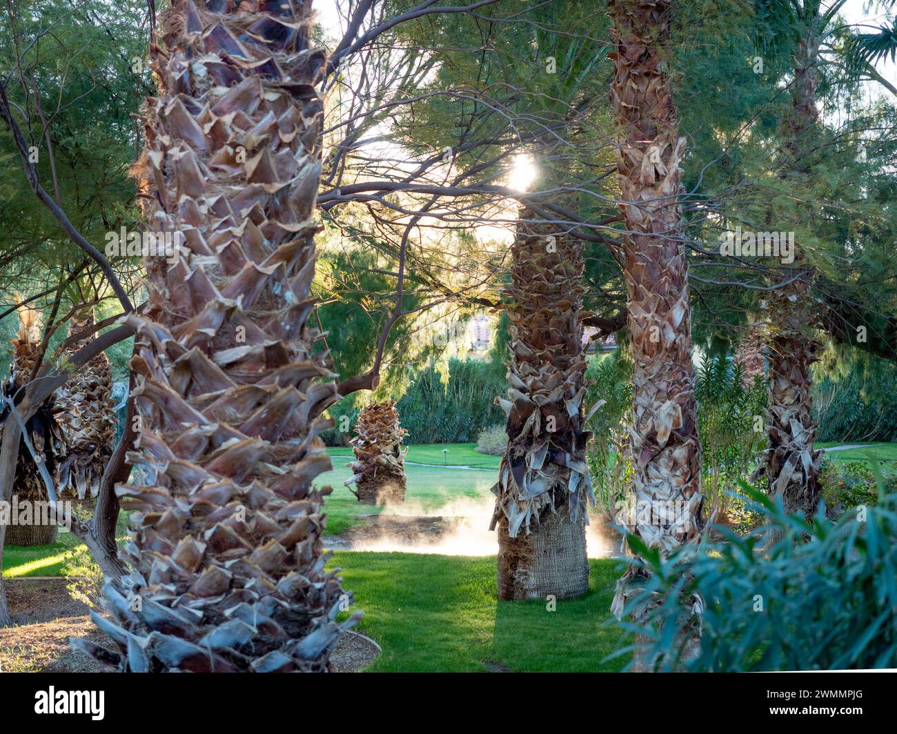 Death Valley National Park Furnace Creek Palm Trees Stock Photo - Alamy