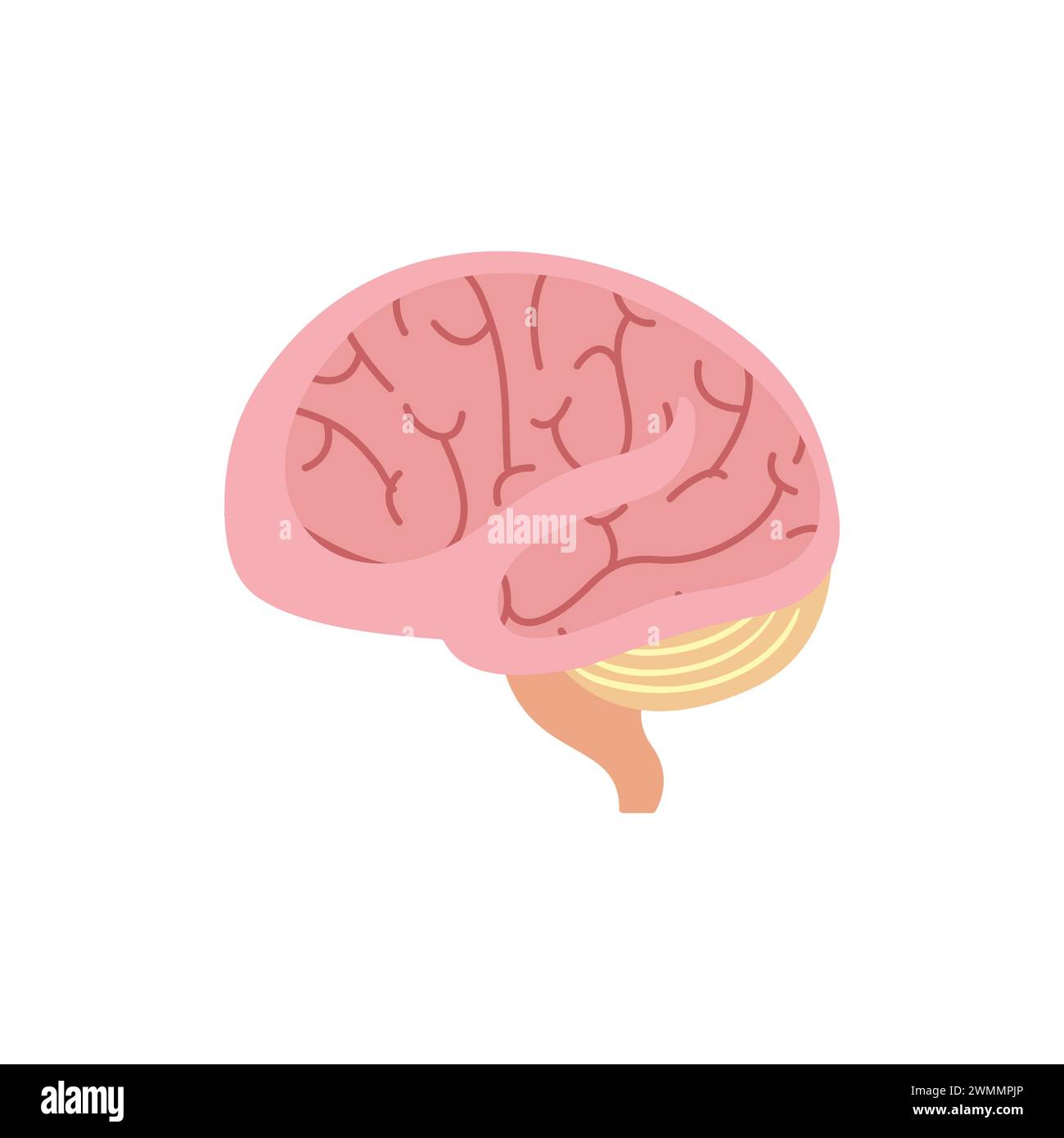 Brain line art side view Stock Vector Images - Alamy