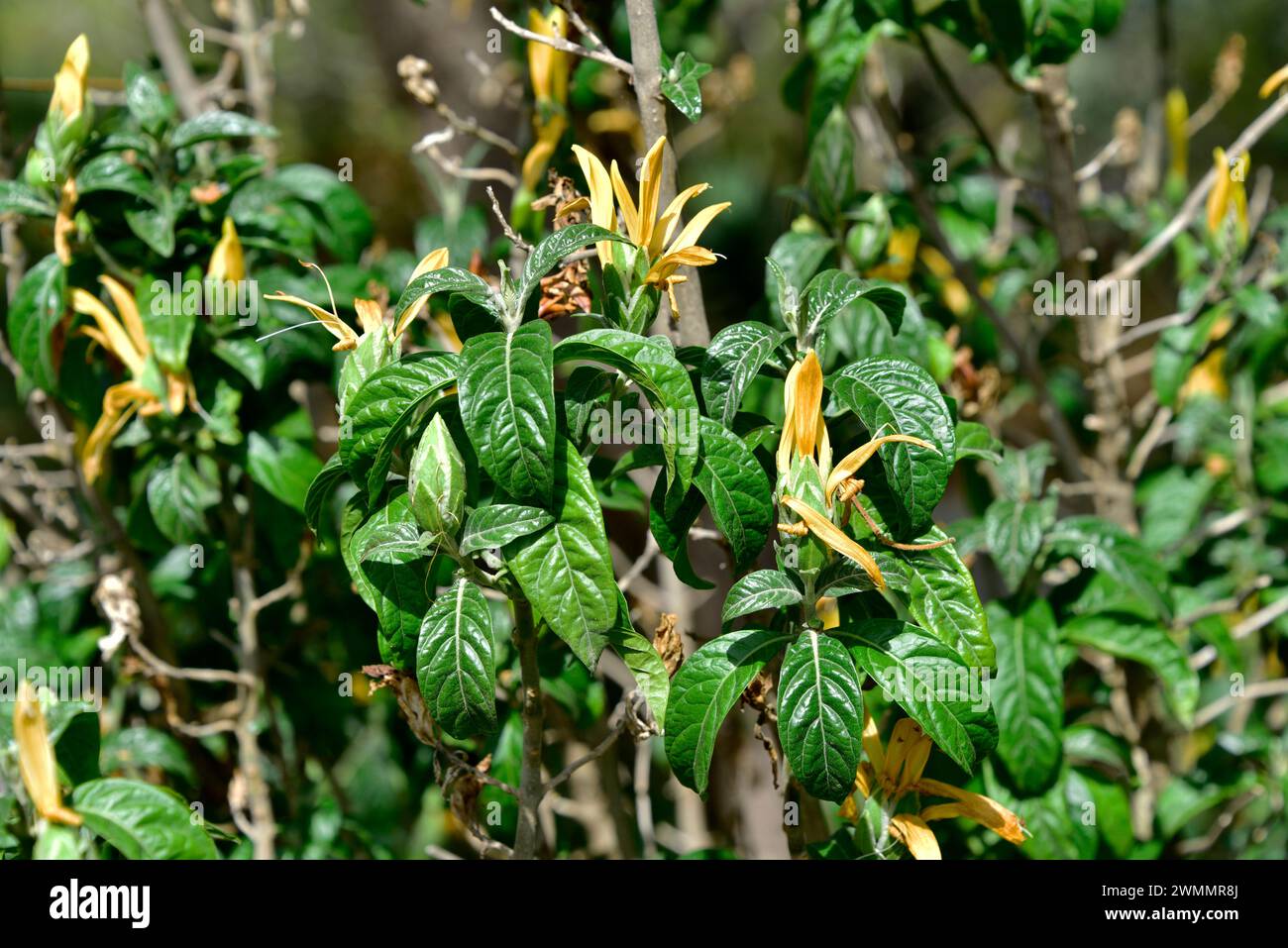 Sunbird bush (Metarungia longistrobus) is an evergreen bush native to ...